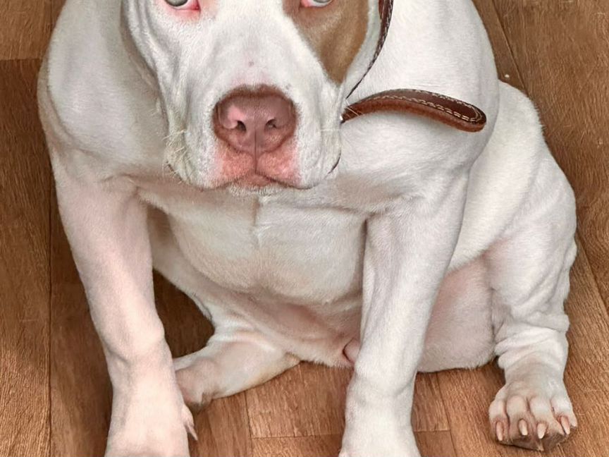 Американский булли стандарт