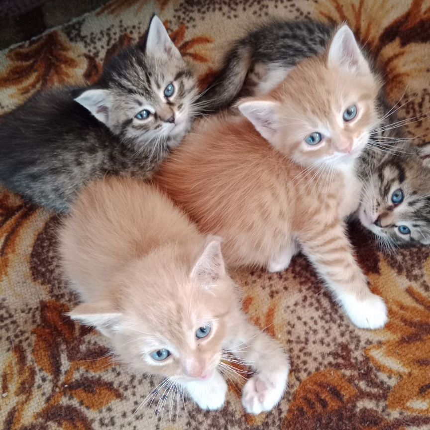 Котята в добрые руки даром