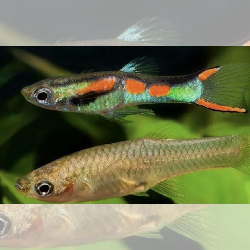 Гуппи эндлера (голубые)
