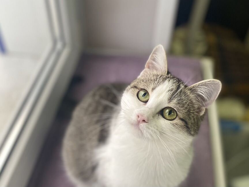 Котишки из приюта ждут человека