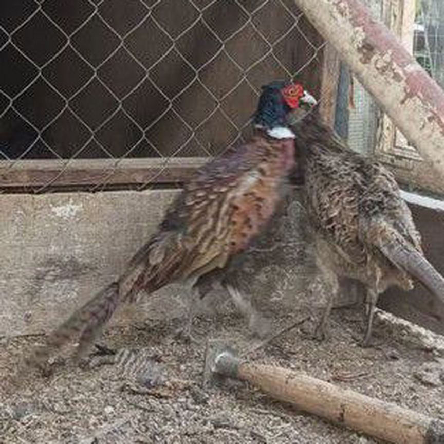 Фазан охотничий