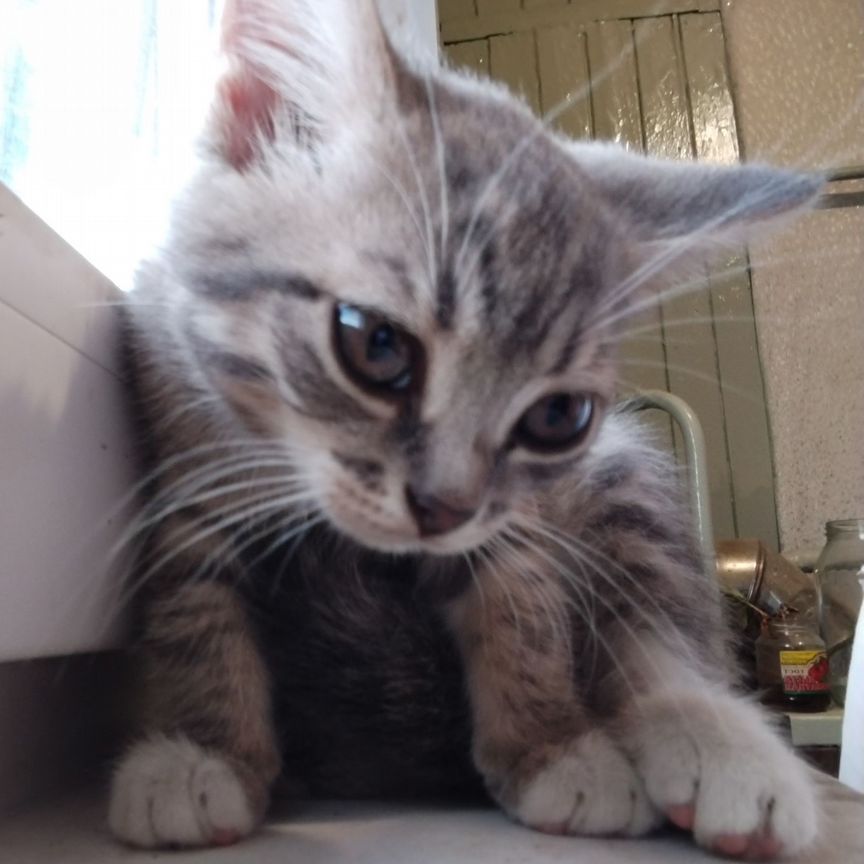 Котёнок в добрые руки