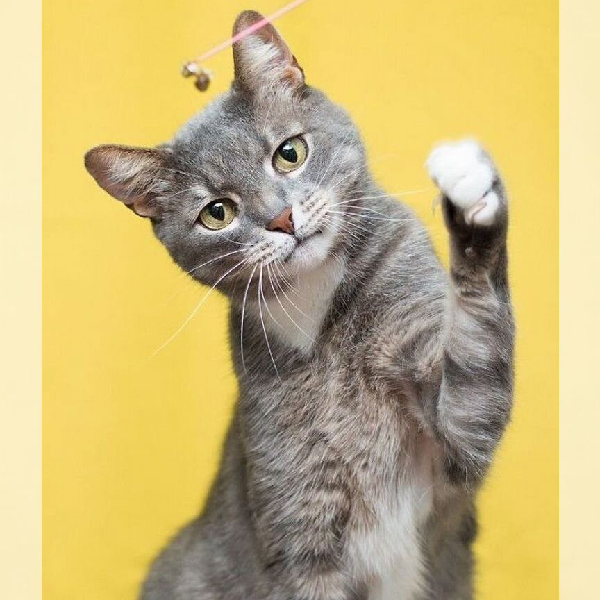 Взрослый кот в добрые руки