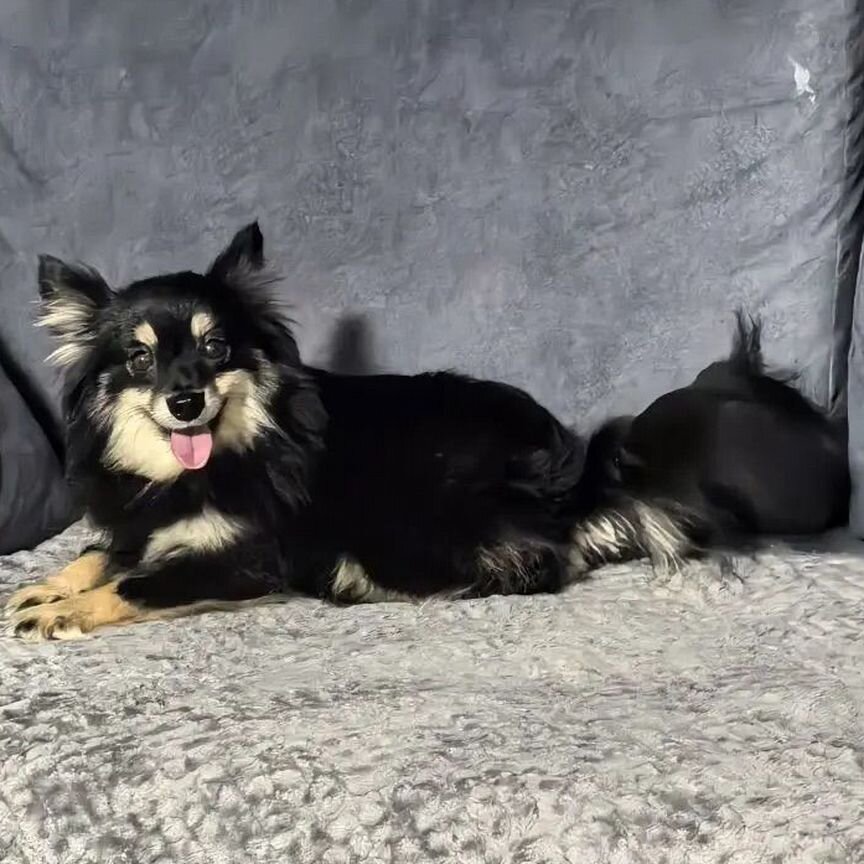 Померанский шпиц, взрослая собака