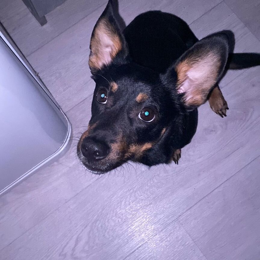 Джек-рассел-терьер, щенок