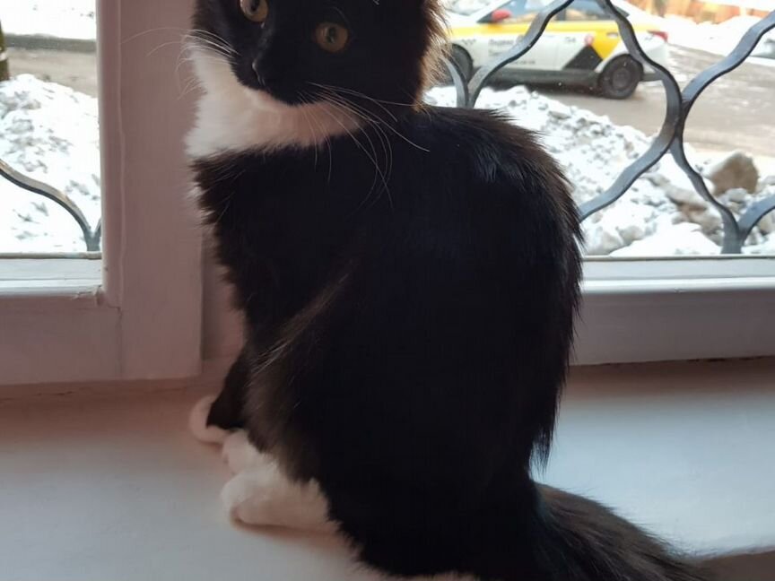 Кошки в добрые руки бесплатно