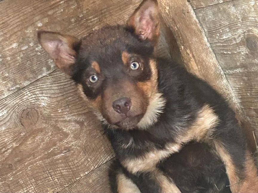 Австралийский келпи