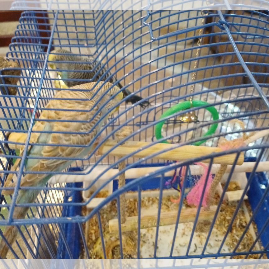 Волнистые попугайчики с клеткой