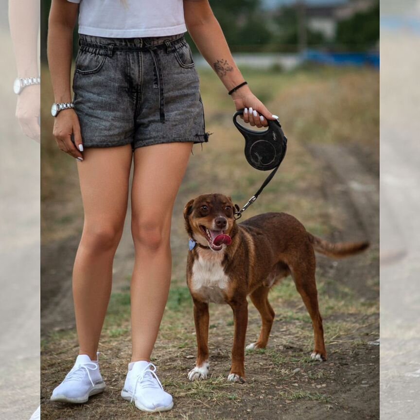 Взрослый пёс в добрые руки