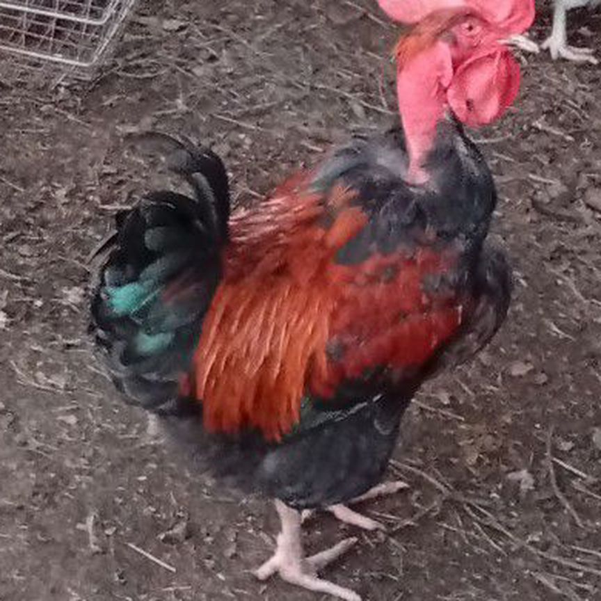 Продам Петухов