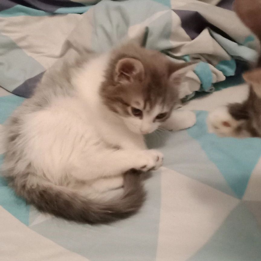 Котёнок
