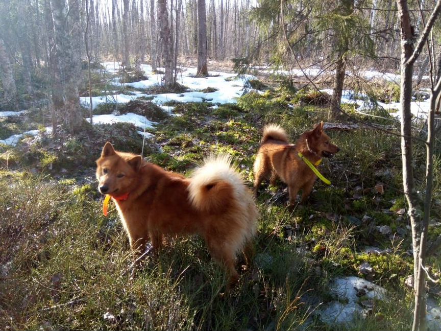 Щенки карело-финская лайка