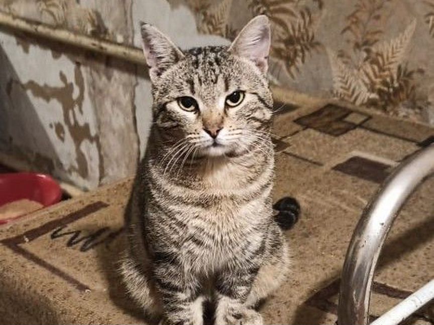 Котик Микки в добрые руки