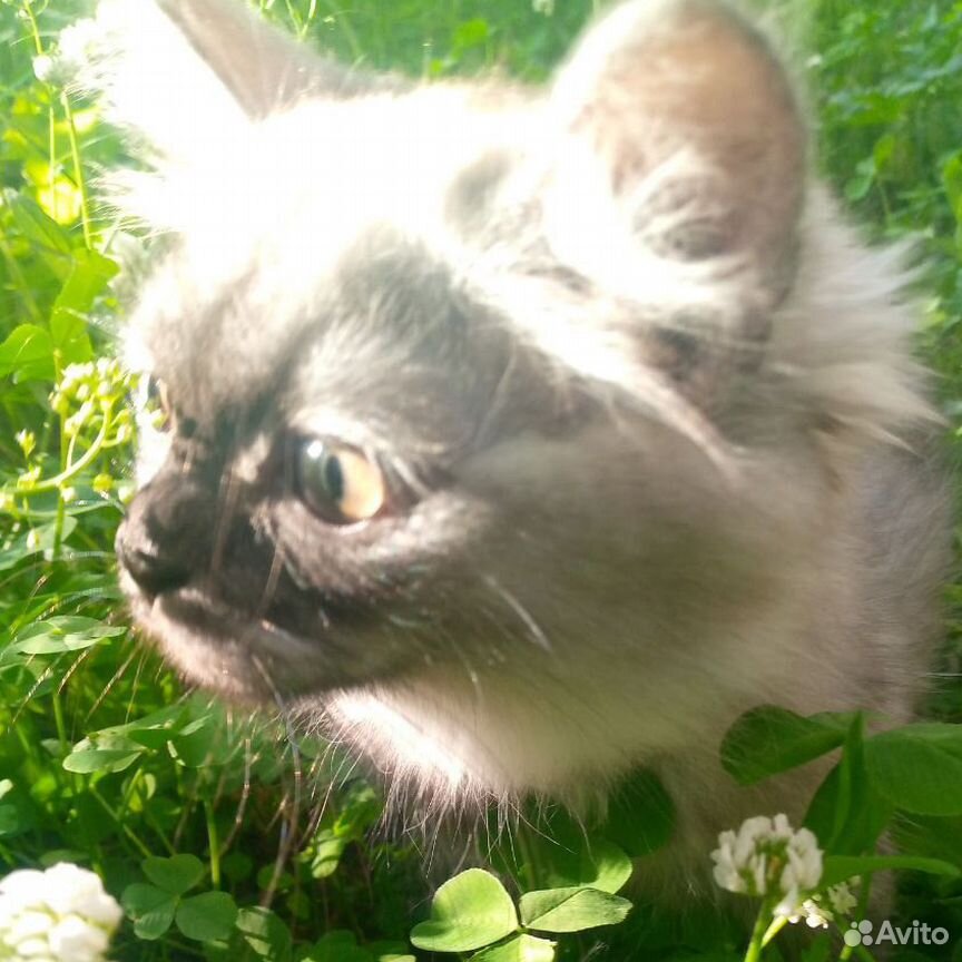 Отдам славного котёнка
