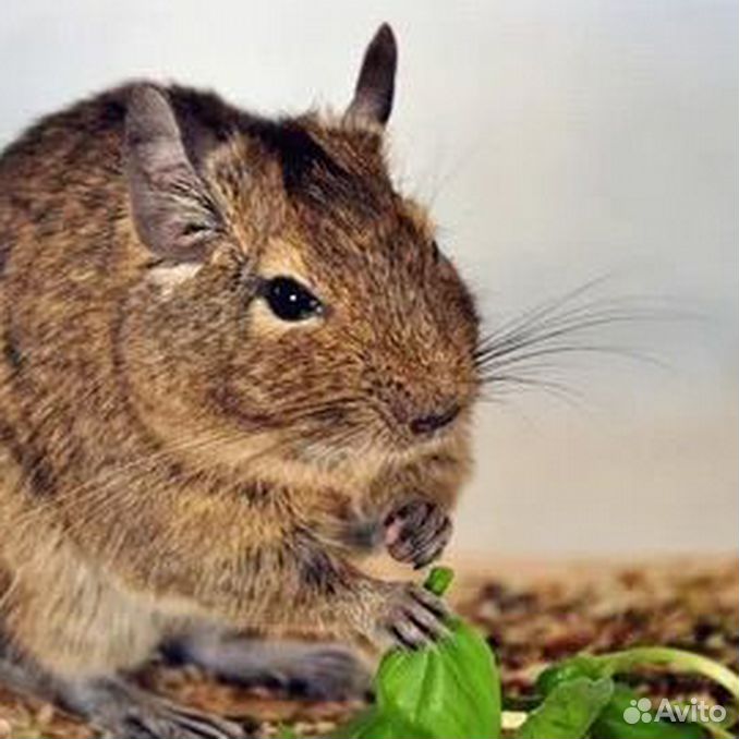 Чилийские белки дегу