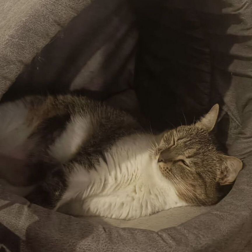 Кошечка в добрые руки