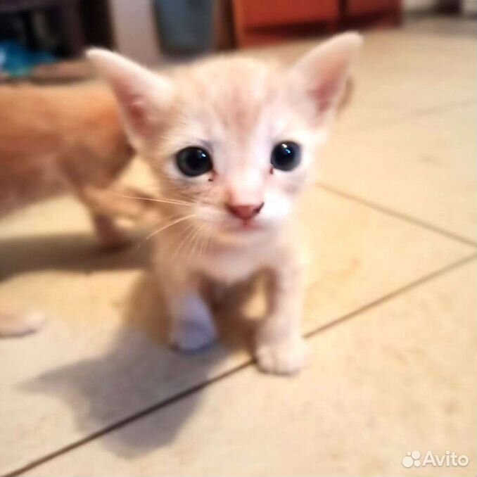 Маленькая статная леди. крысоlove