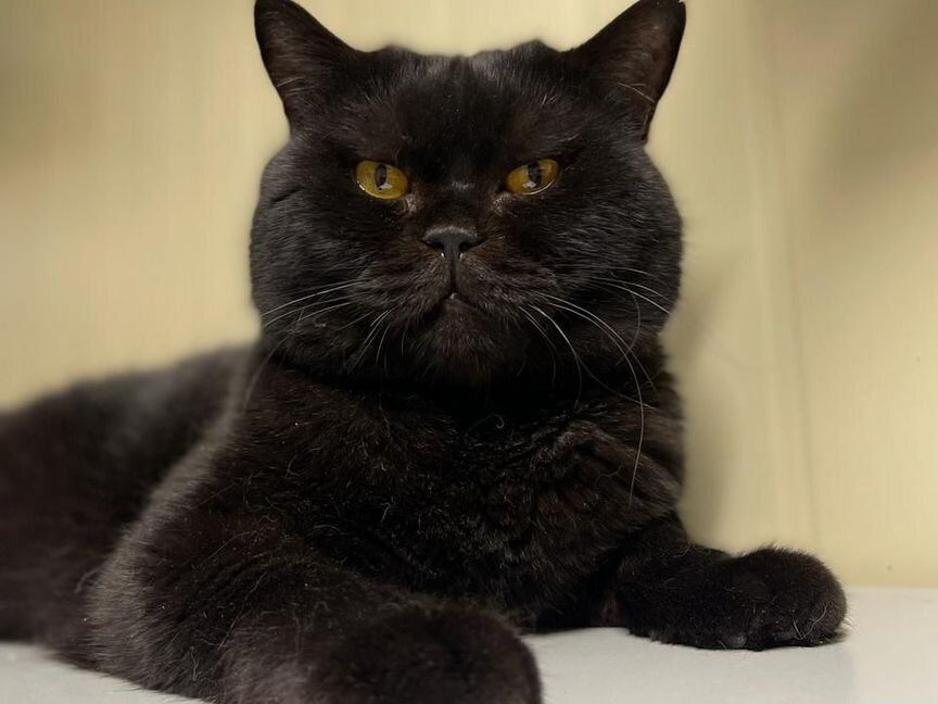 Британский чёрный кот