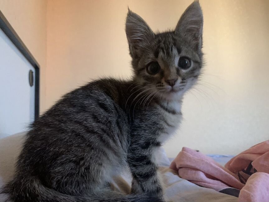 Котенок Люся в добрые руки