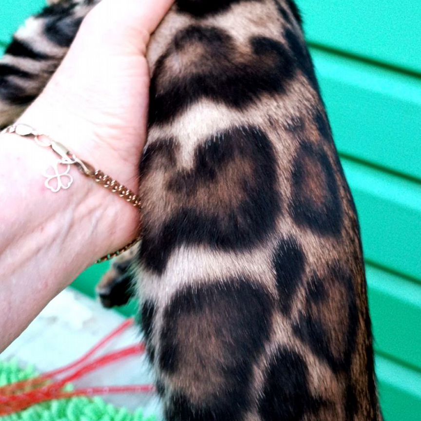 Шикарная бенгалочка