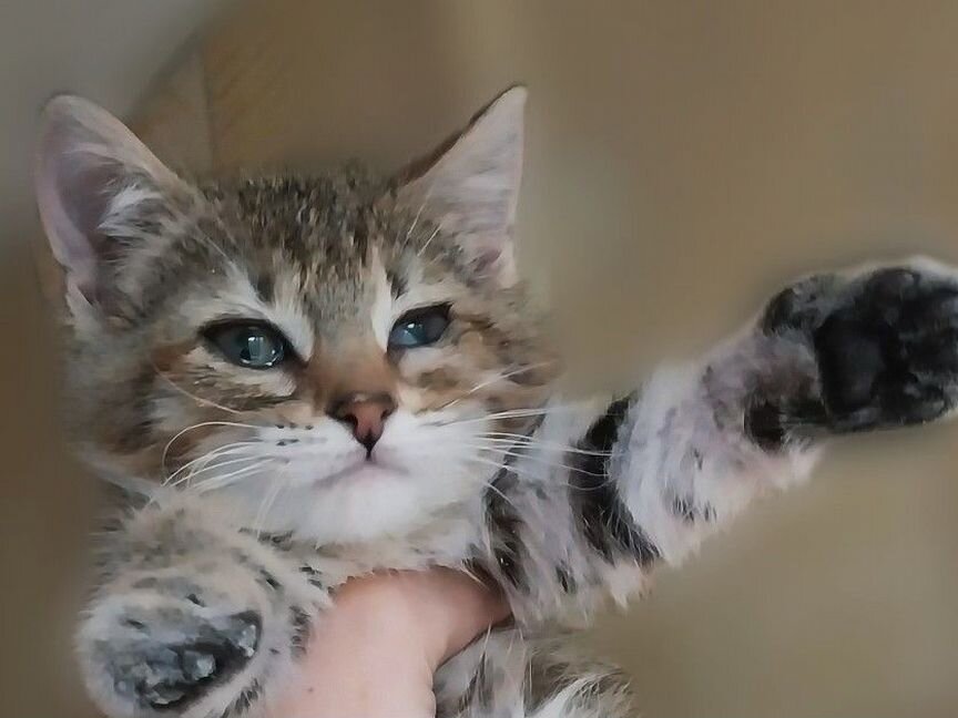 Никто не замечает маленькую кошечку