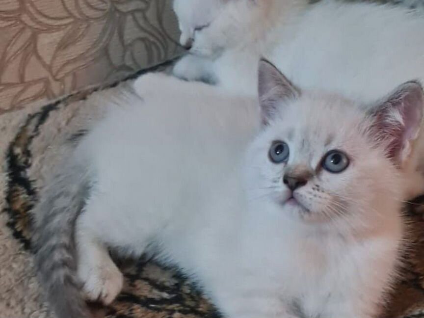 Шотландские котята