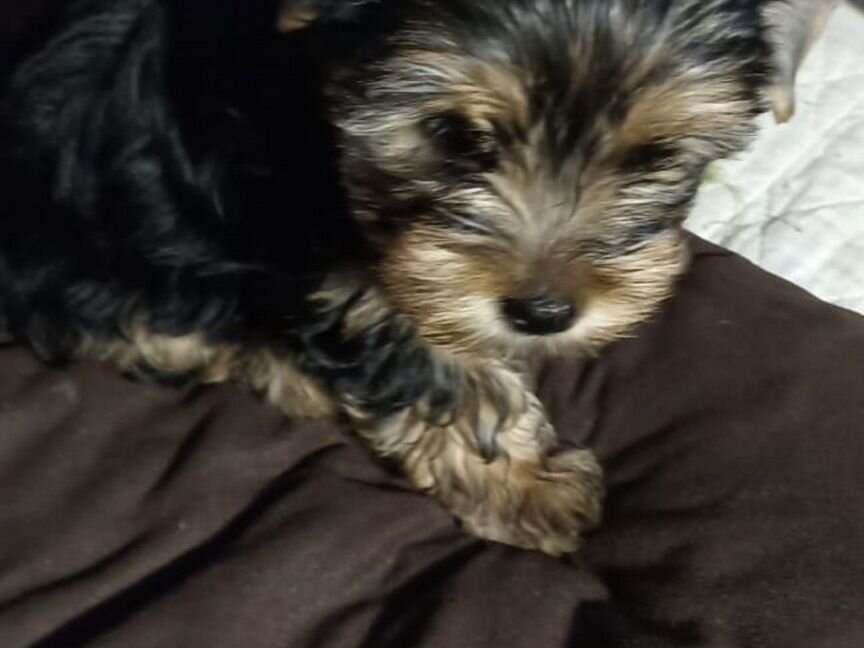 Йоркширский терьер щенки девочки,мальчики