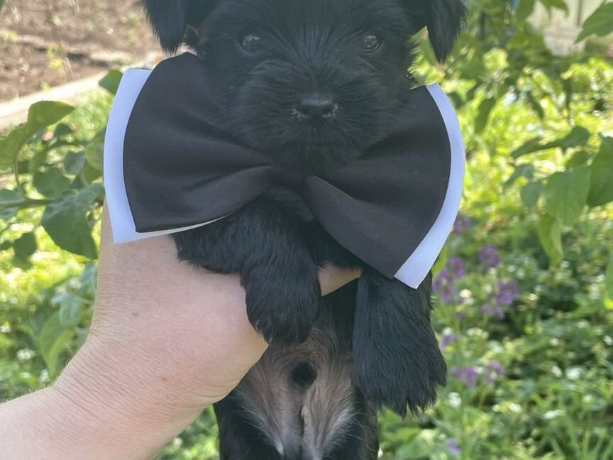 Йоркширский терьер щенки