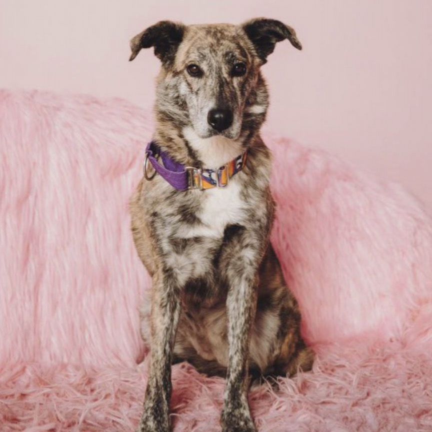 Взрослая собака в добрые руки