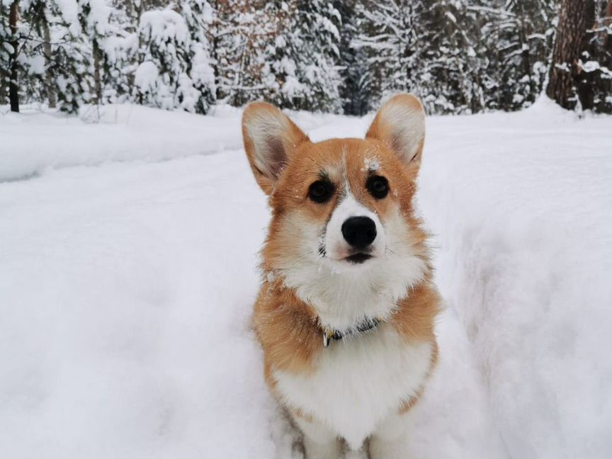 Вельш-корги пемброк