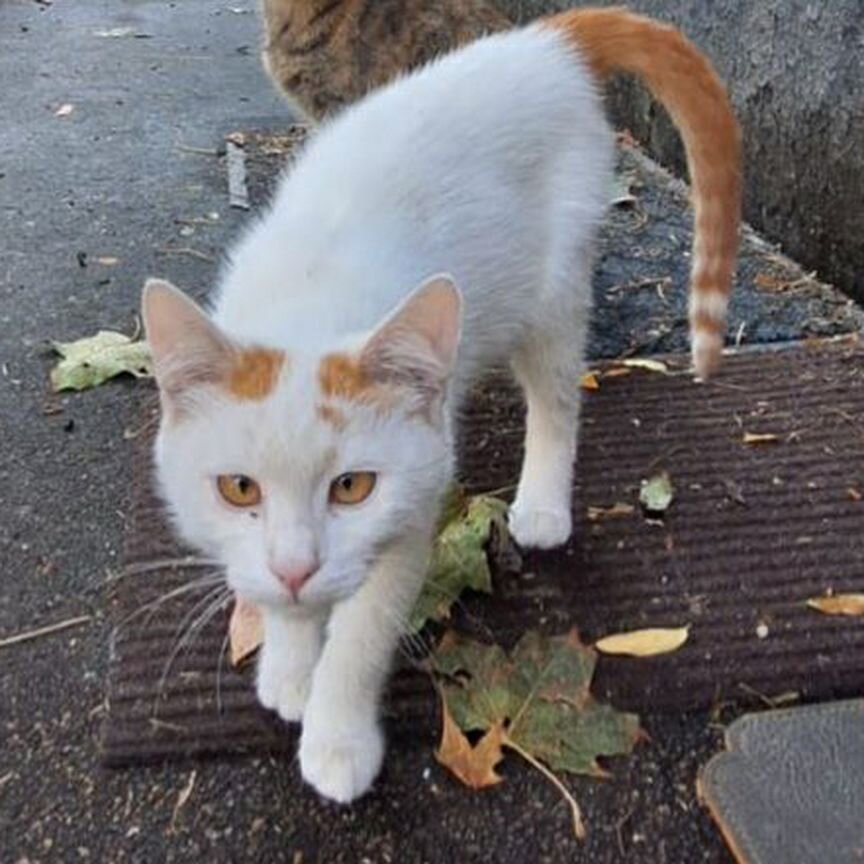 Белый котёнок-пельмешек ищет дом