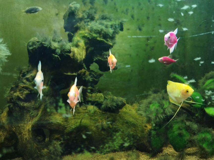 Тернеция рыбки 5 штук