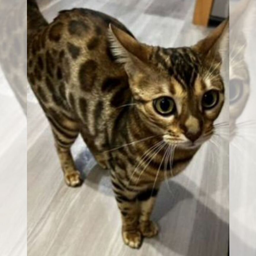 Бенгальская, взрослая кошка