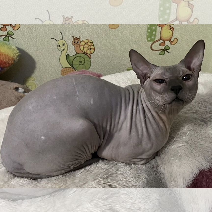 Канадский сфинкс, взрослый кот