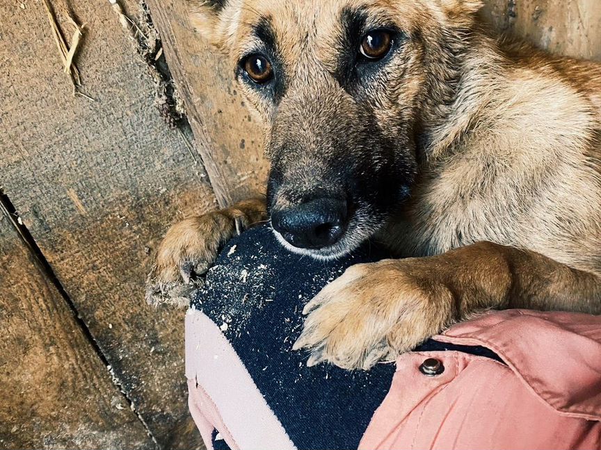 Собака в добрые руки