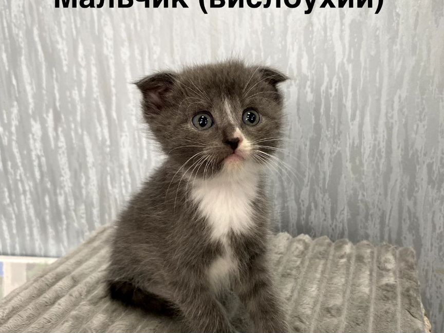5 котят. Возраст 1 месяц 1 неделя