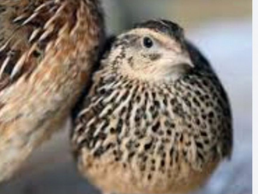 Перепела бесплатно