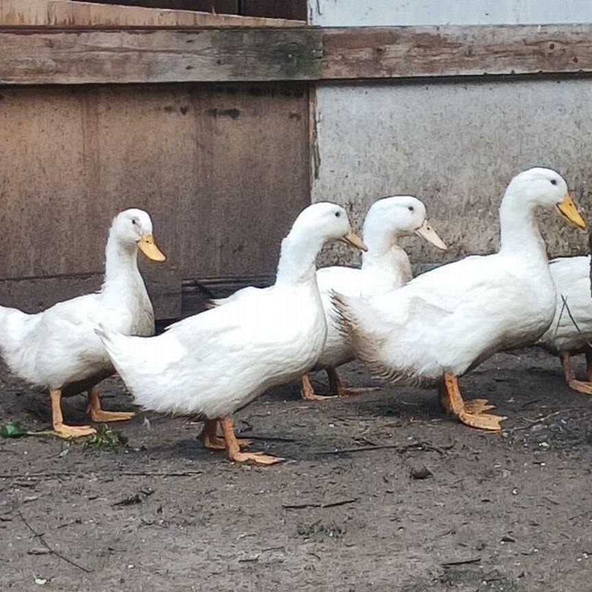 Куры гуси утки