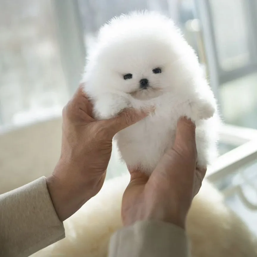 Белый померанский шпиц Корея