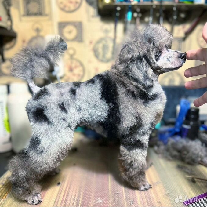 Той-пудель мерле