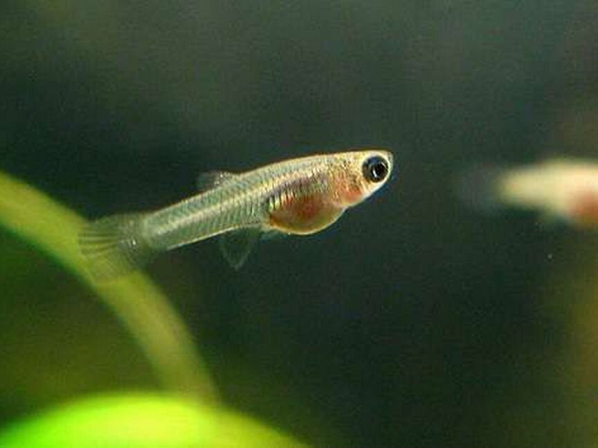 Продам рыбок