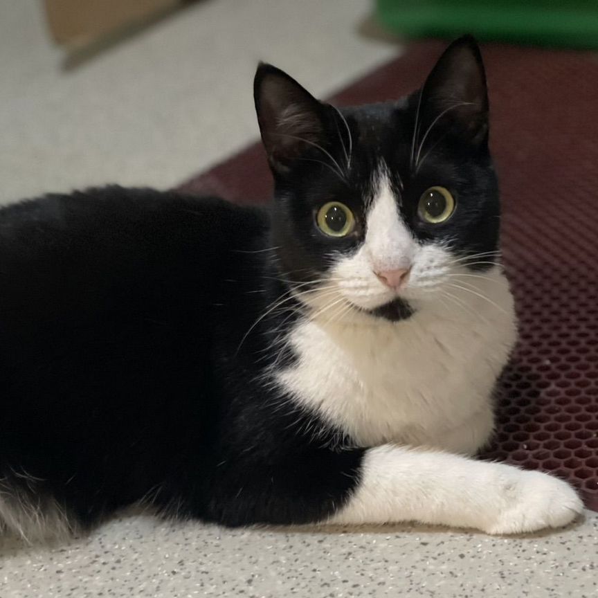 Кошечку Ию никто не замечает