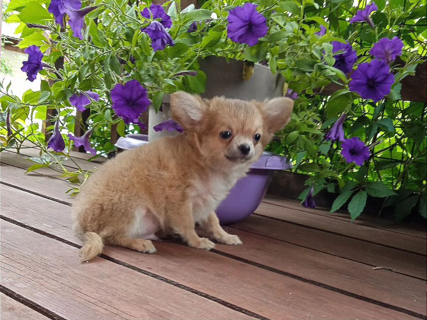 Длинношерстный мальчик чихуахуа