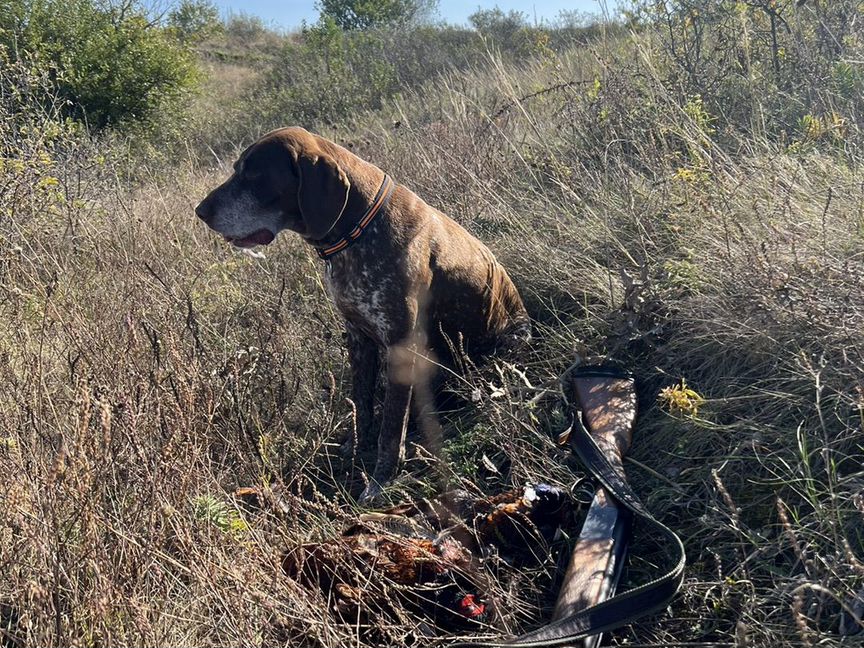 Собака курцхаар