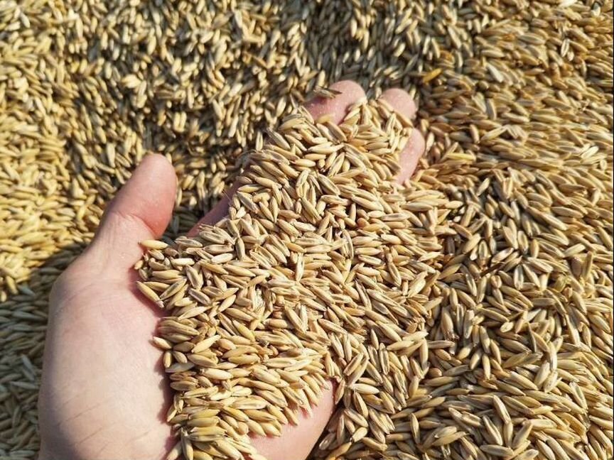 Гречиха, Кормовой овёс на корм/посев