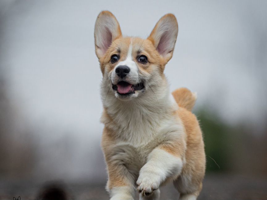 Щенки вельш корги пемброк