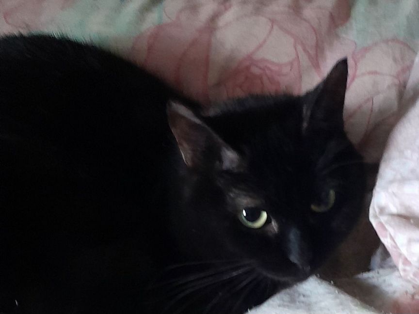 Чёрная красавица ждёт своего человека