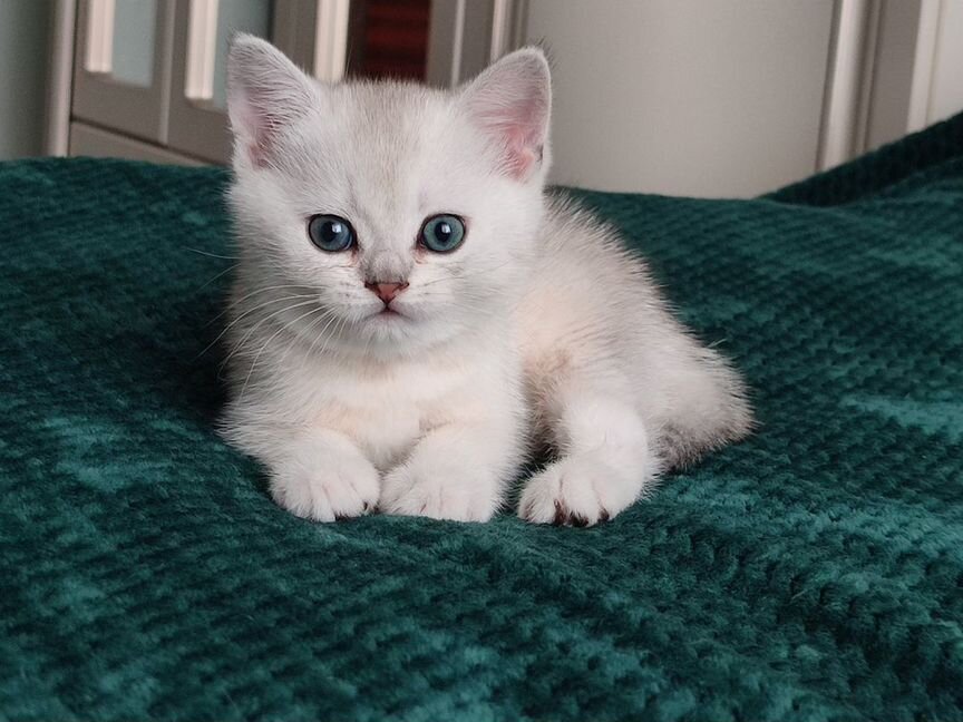 Шотландские котята золотая и серебряная шиншиллы