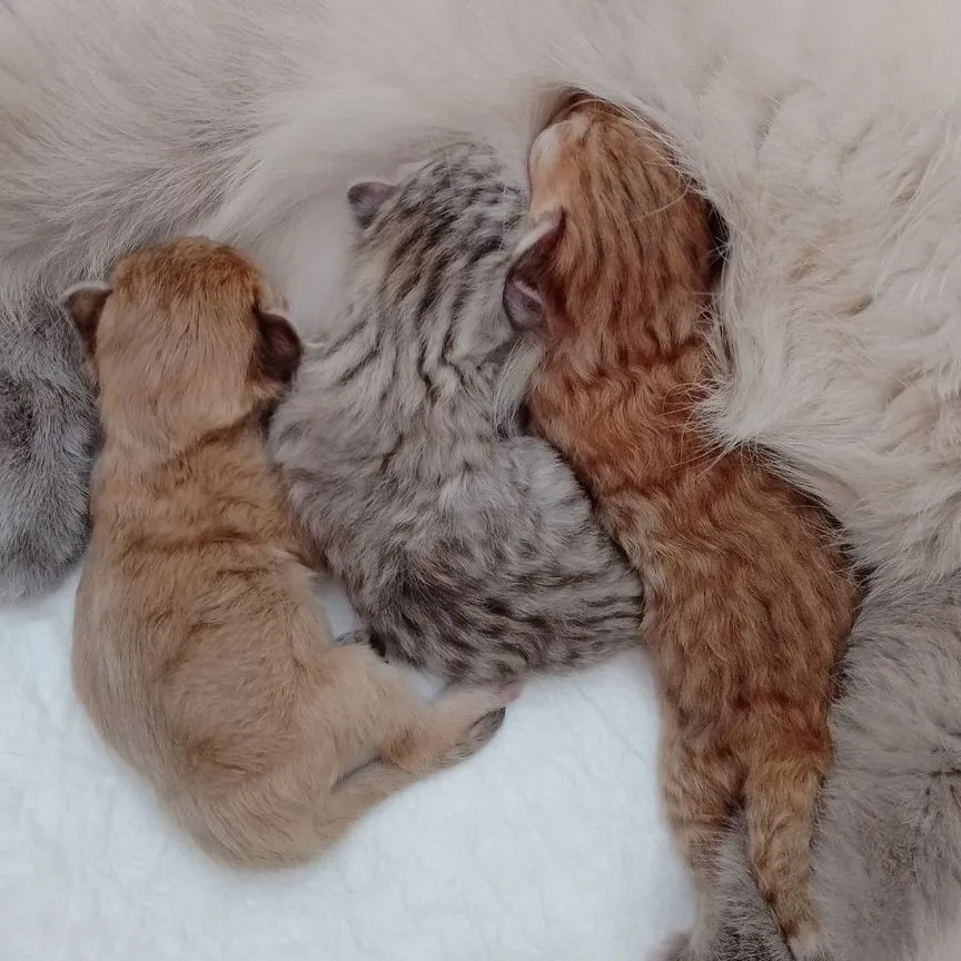 Шотландские котята шиншилловые