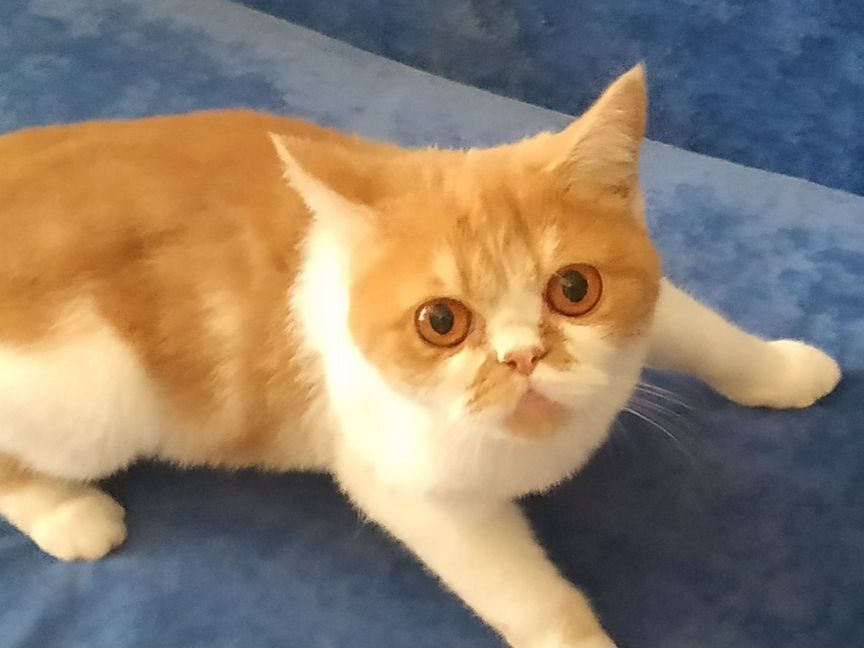 Экзотическая